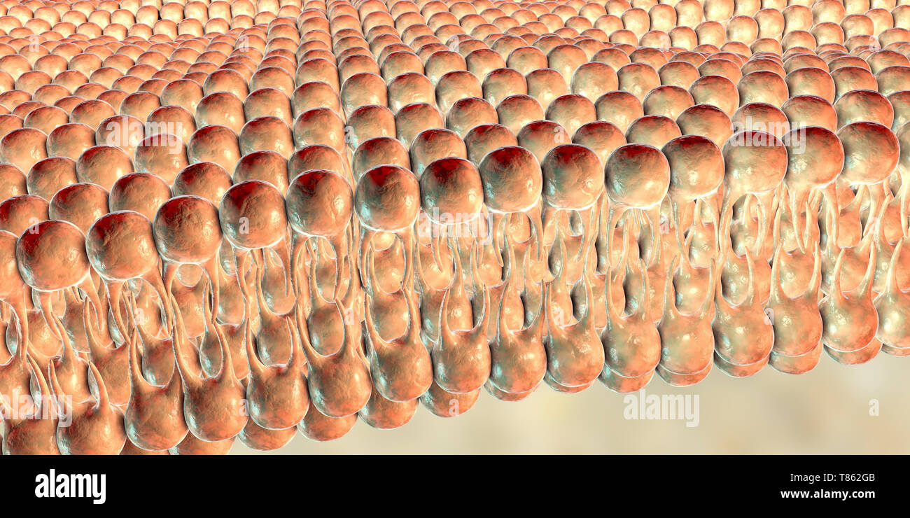 Cell plasma membrane, illustration Stock Photo - Alamy