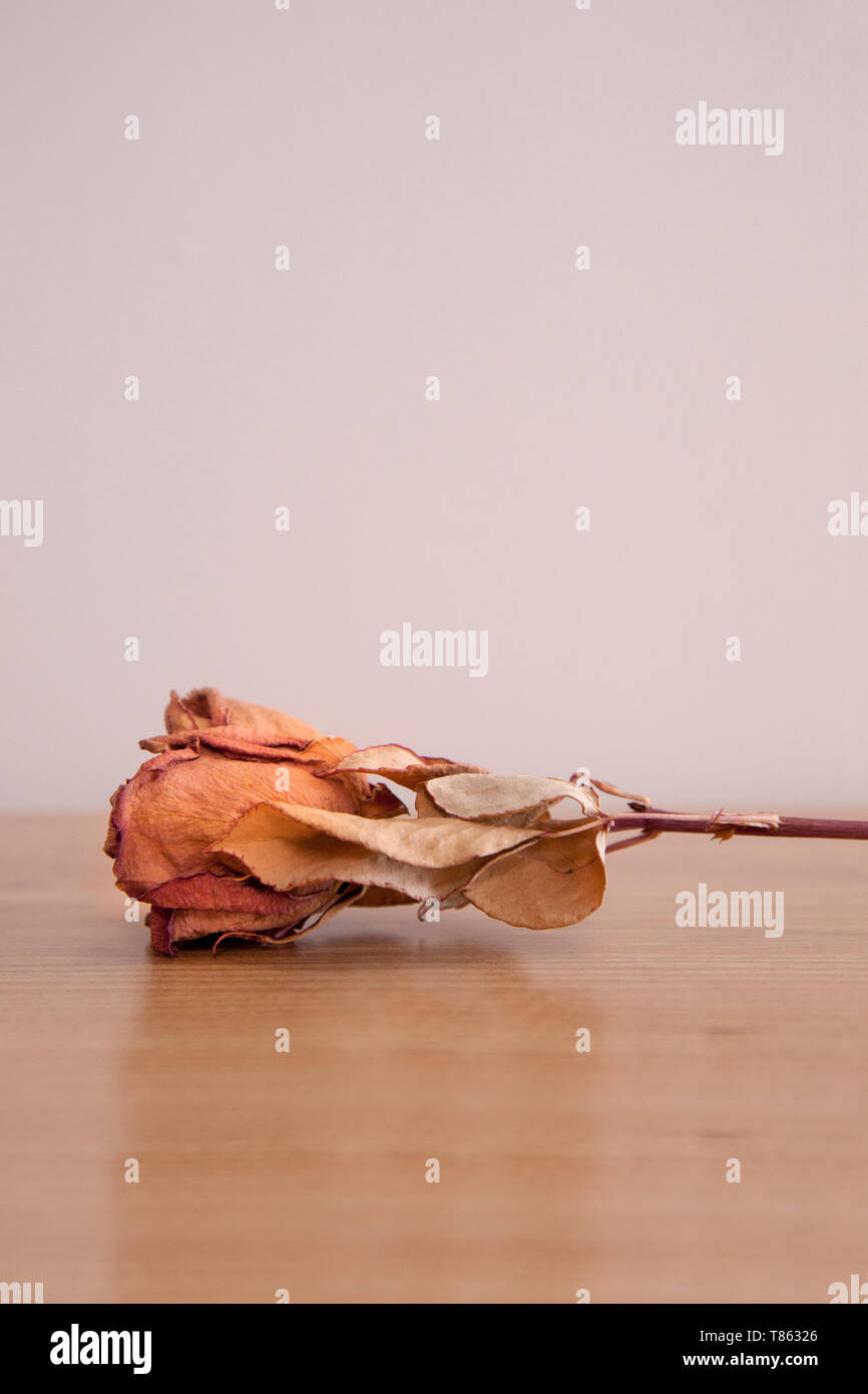 Crunchy plant hi-res stock photography and images - Alamy