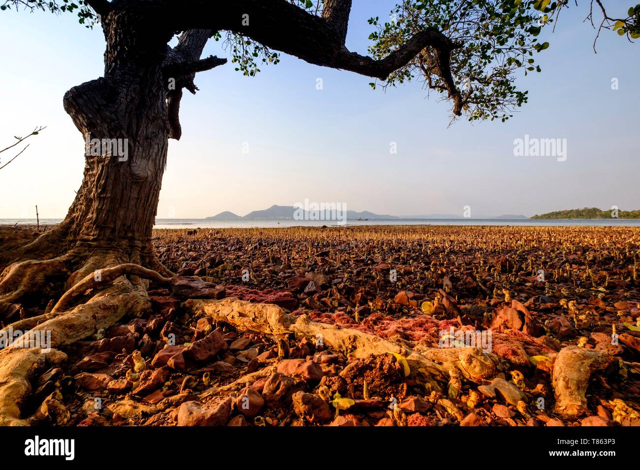 Cambodia, Kep province, Kep, Rabbit island or Koh Tonsay, mangrove ...