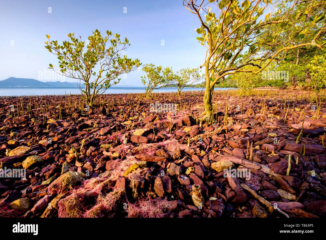 Cambodia, Kep province, Kep, Rabbit island or Koh Tonsay, mangrove ...
