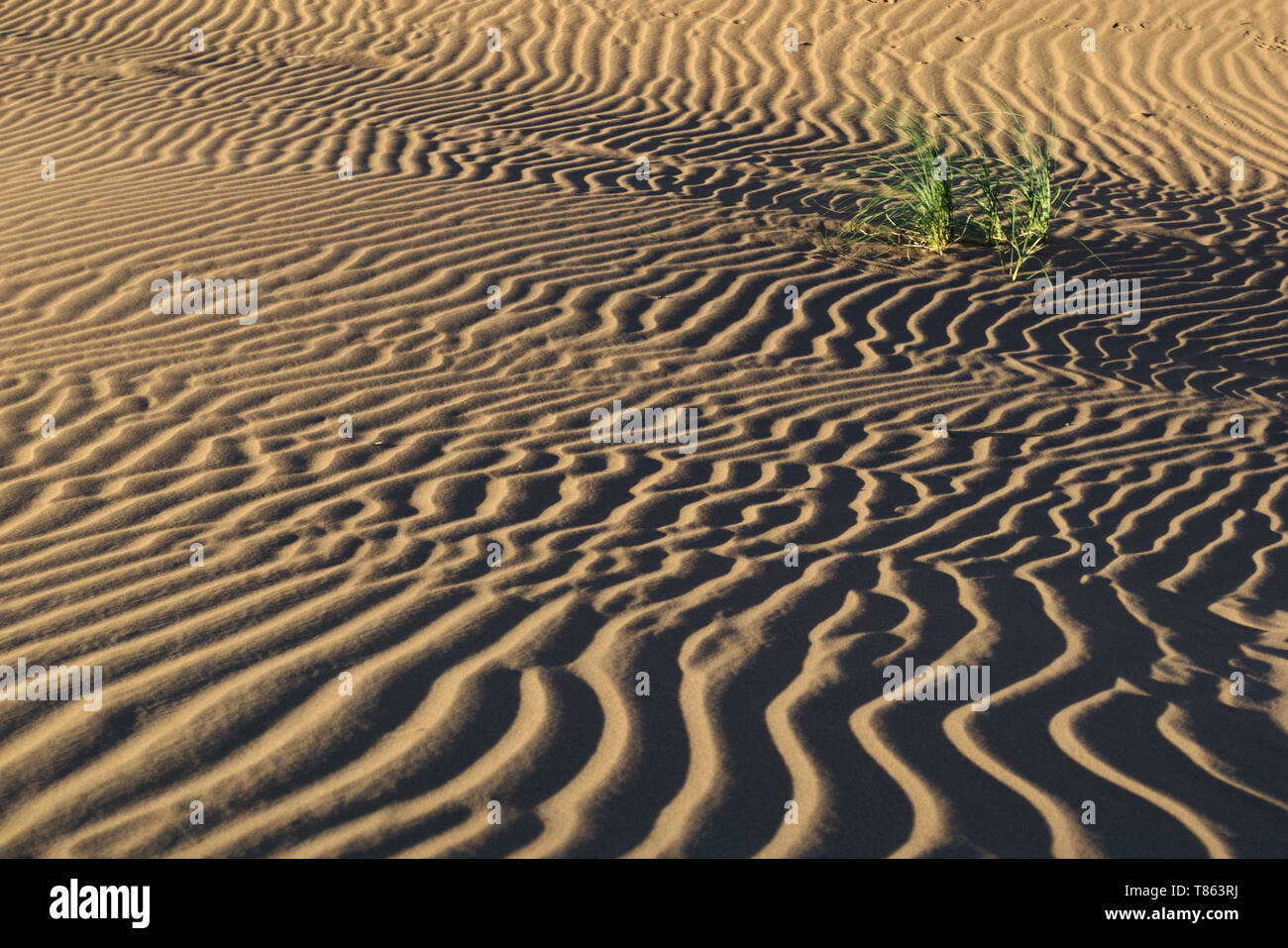 Small tufts of Pampas grass grow in the sand ripples of the desert of ...