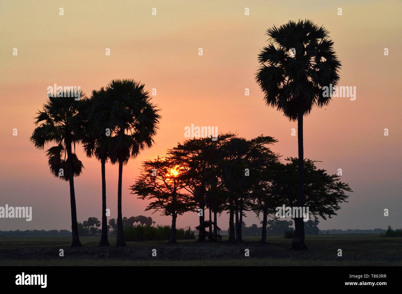 Cambodia, Kompong Thom province, Kompong Thom, landscape at sunset ...