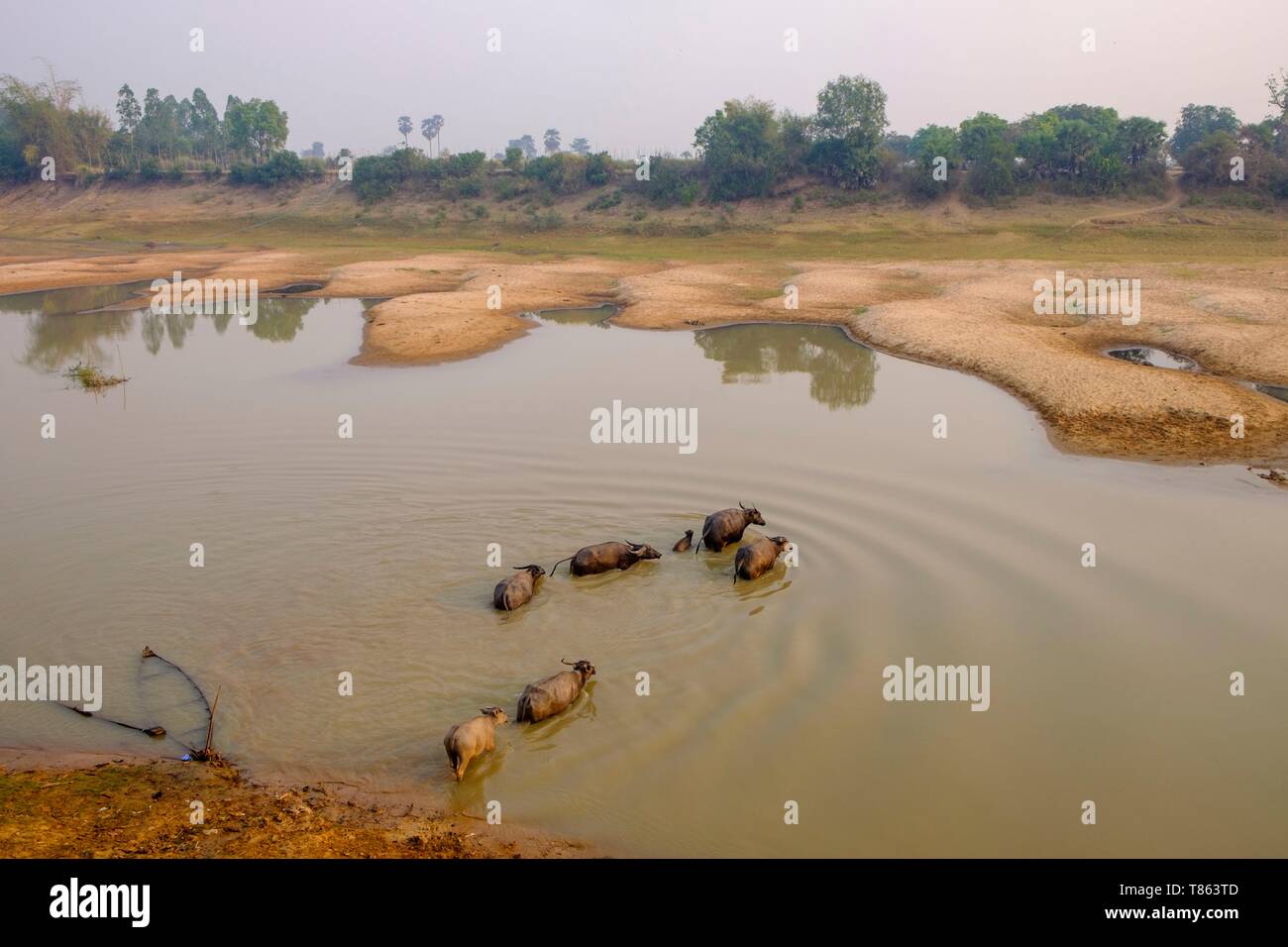 Buffaloes of south east asia hi-res stock photography and images - Alamy