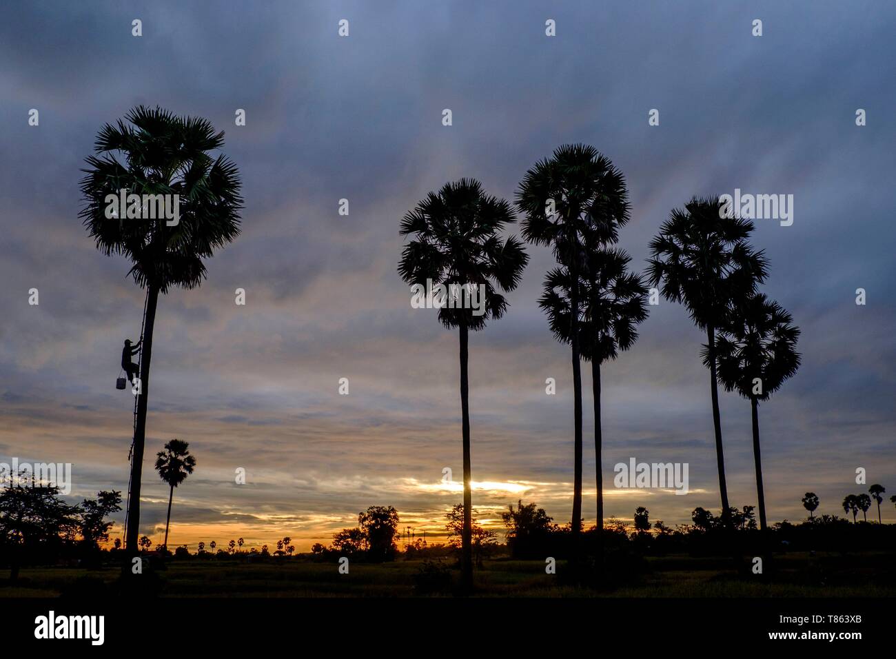 Cambodia, Kompong Chhnang or Kampong Chhnang, Harvesting wine palm tree ...