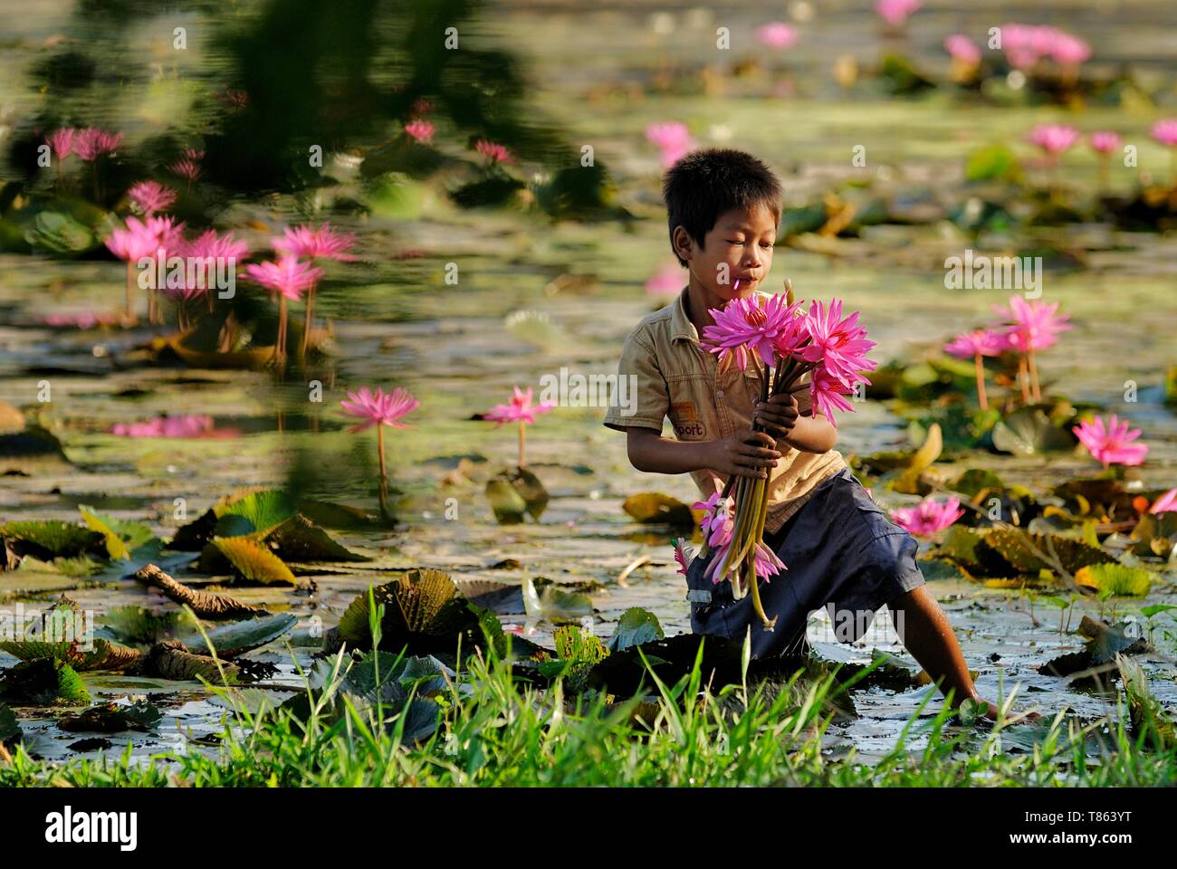 Cambodia, site of Angkor, young boy picking nymphea flower, variety ...