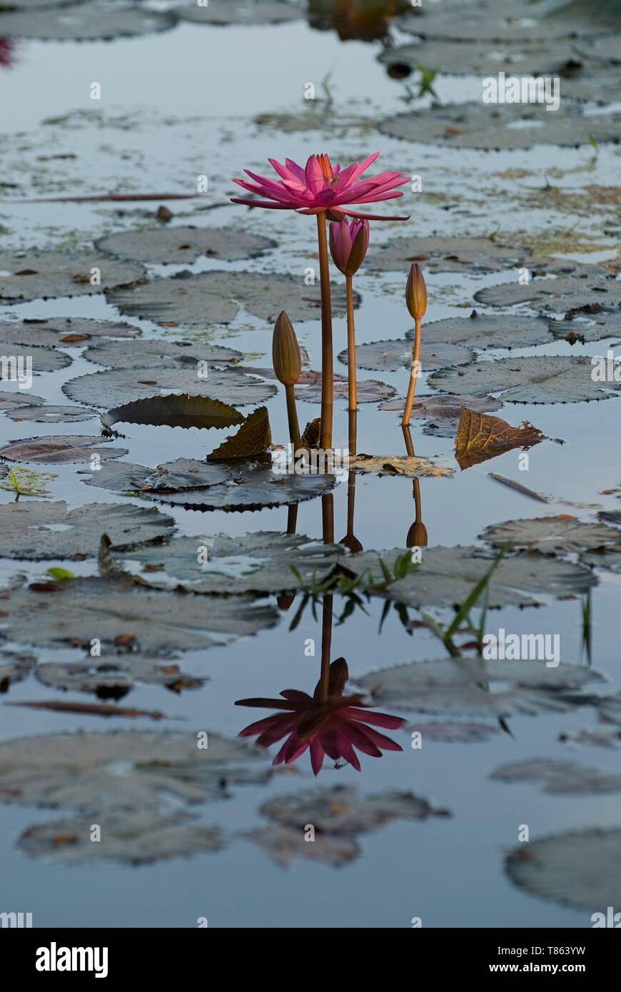 Cambodge, site d'Angkor, fleurs de lotus dans un étang Stock Photo - Alamy