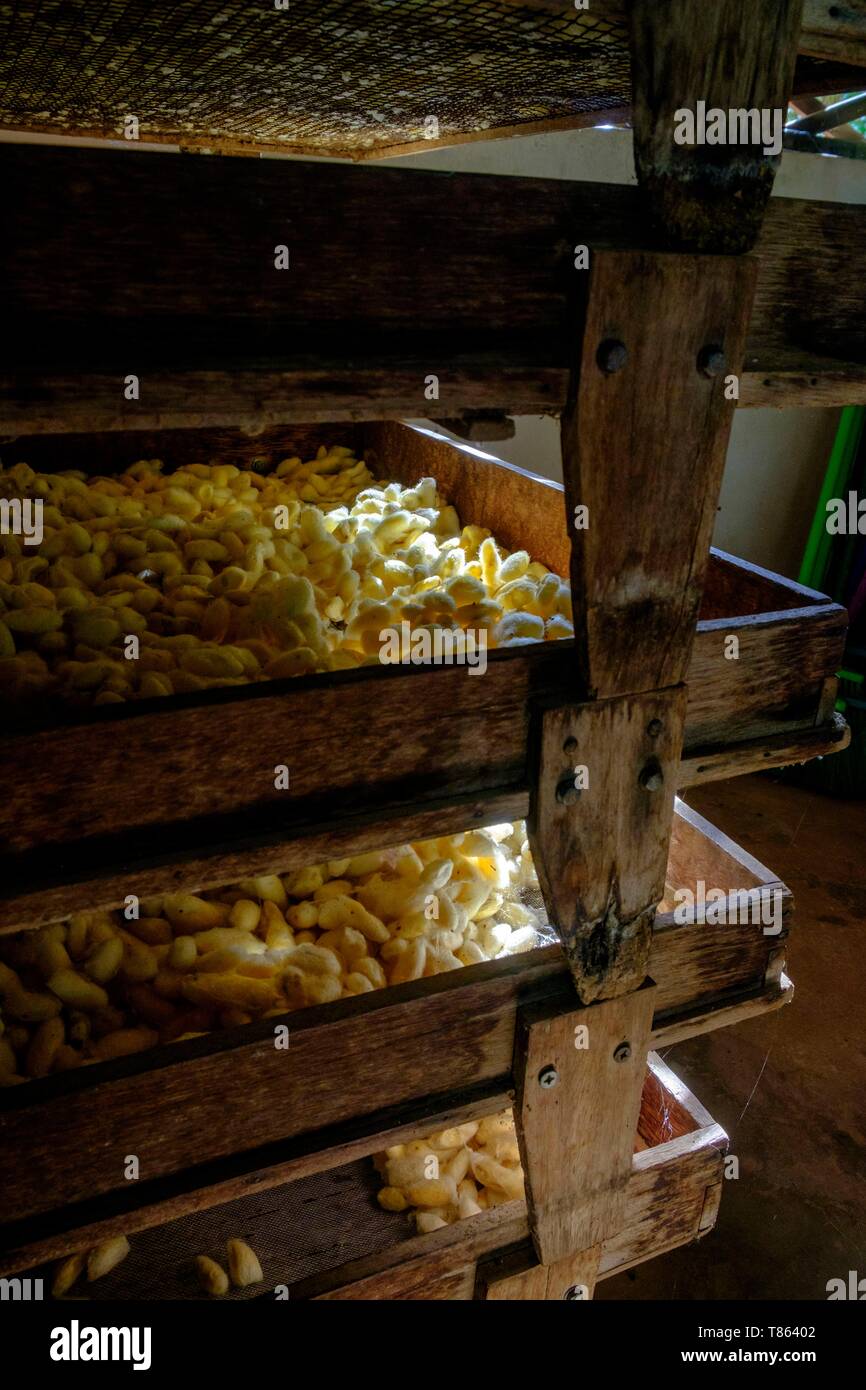 Cambodia, handicraft, silk work, extracting thread from the cocoon ...