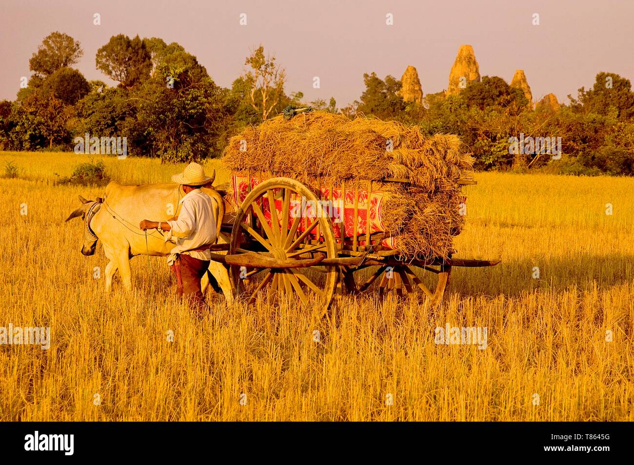 Cambodia, Angkor, harvesting rice in front of Pre Rup temple Stock ...