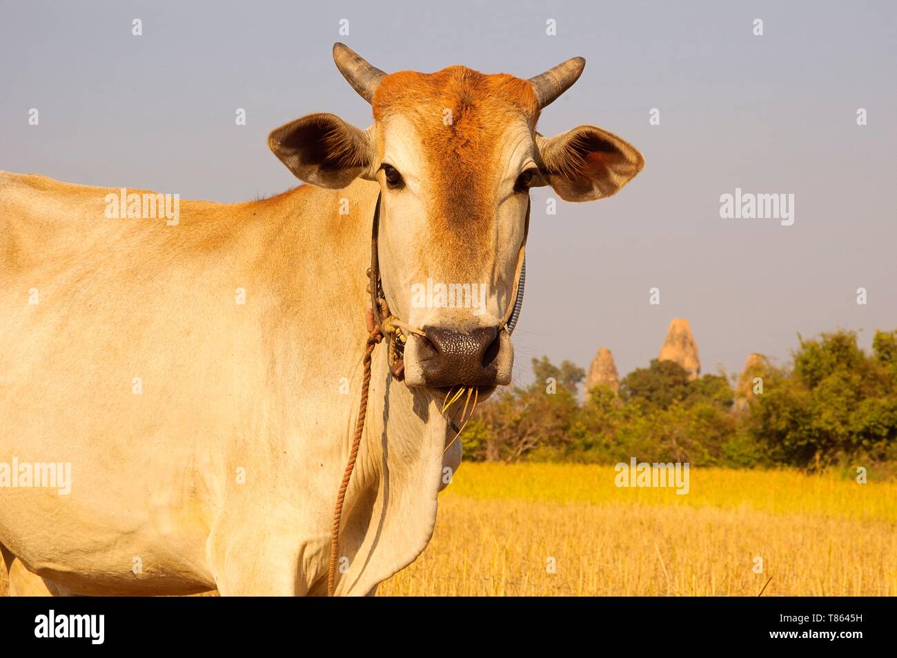 Cambodia, Angkor, harvesting rice in front of Pre Rup temple Stock ...