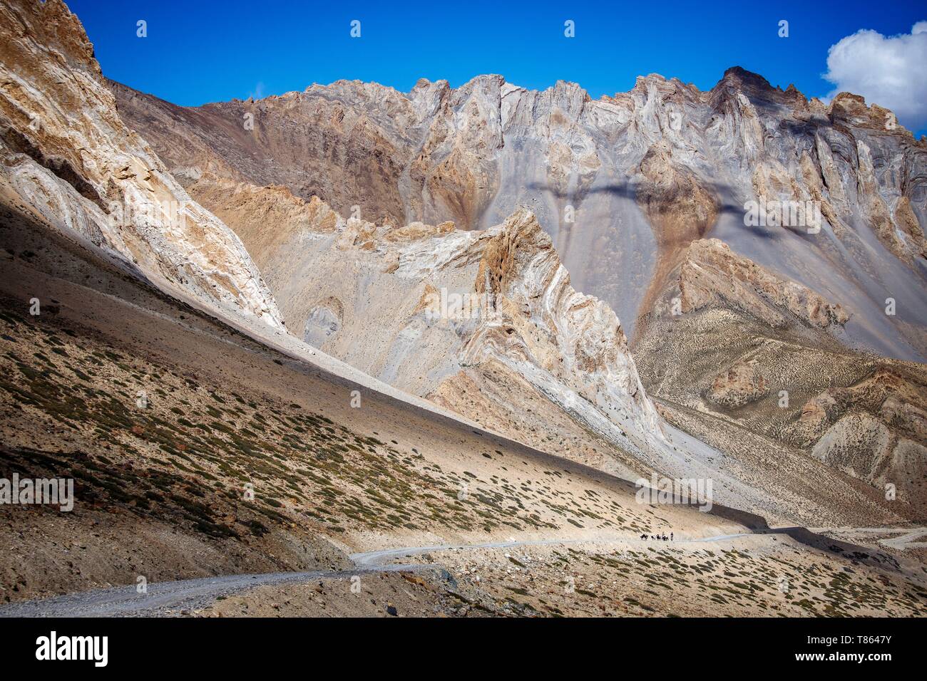 India, state of Jammu and Kashmir, Himalaya, Ladakh, Zanskar, Hanupatta ...