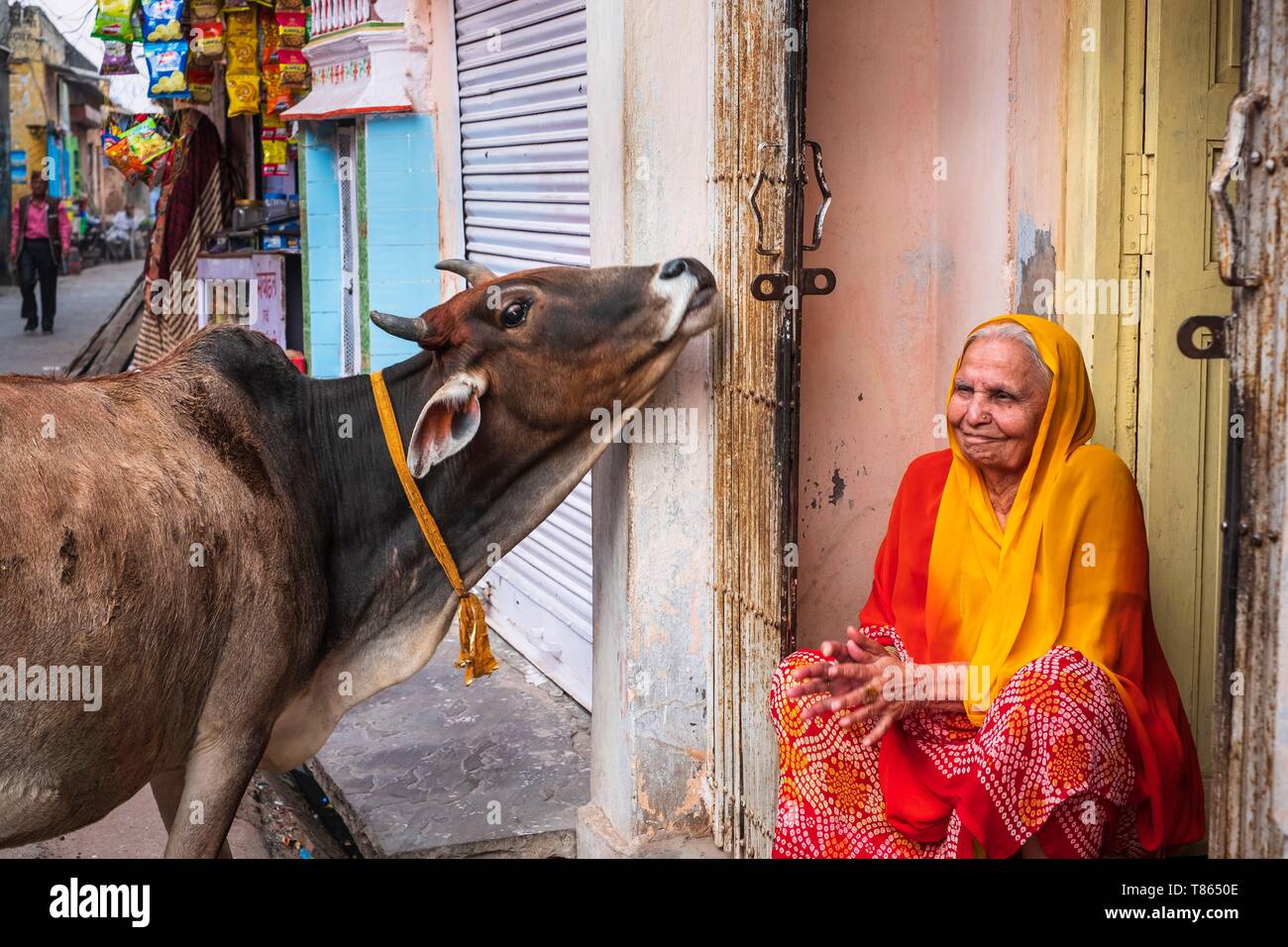 India, Rajasthan, Bundi, cows in the streets of the old town Stock ...