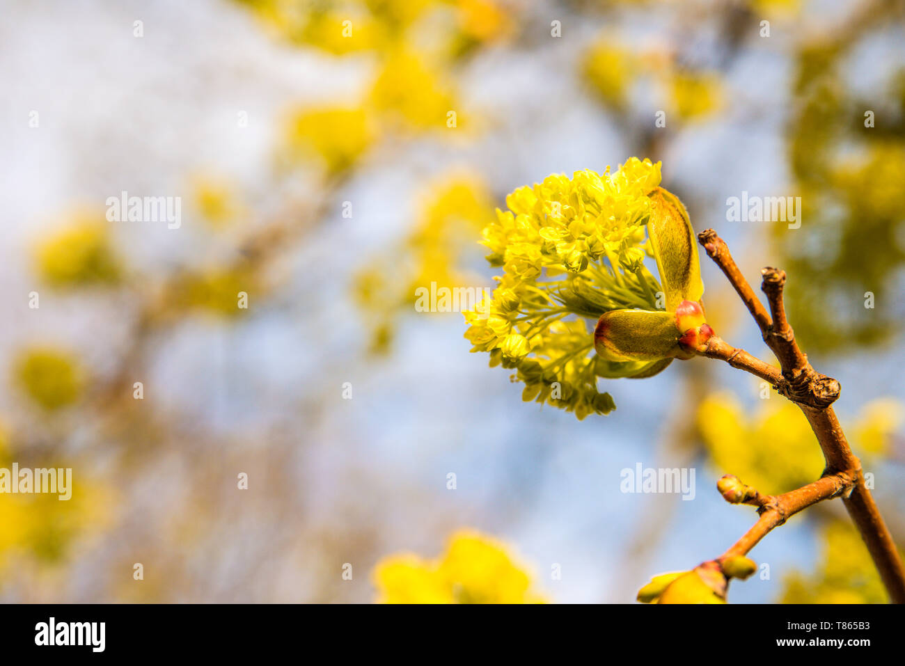 maple blossom in spring in Poland Stock Photo - Alamy