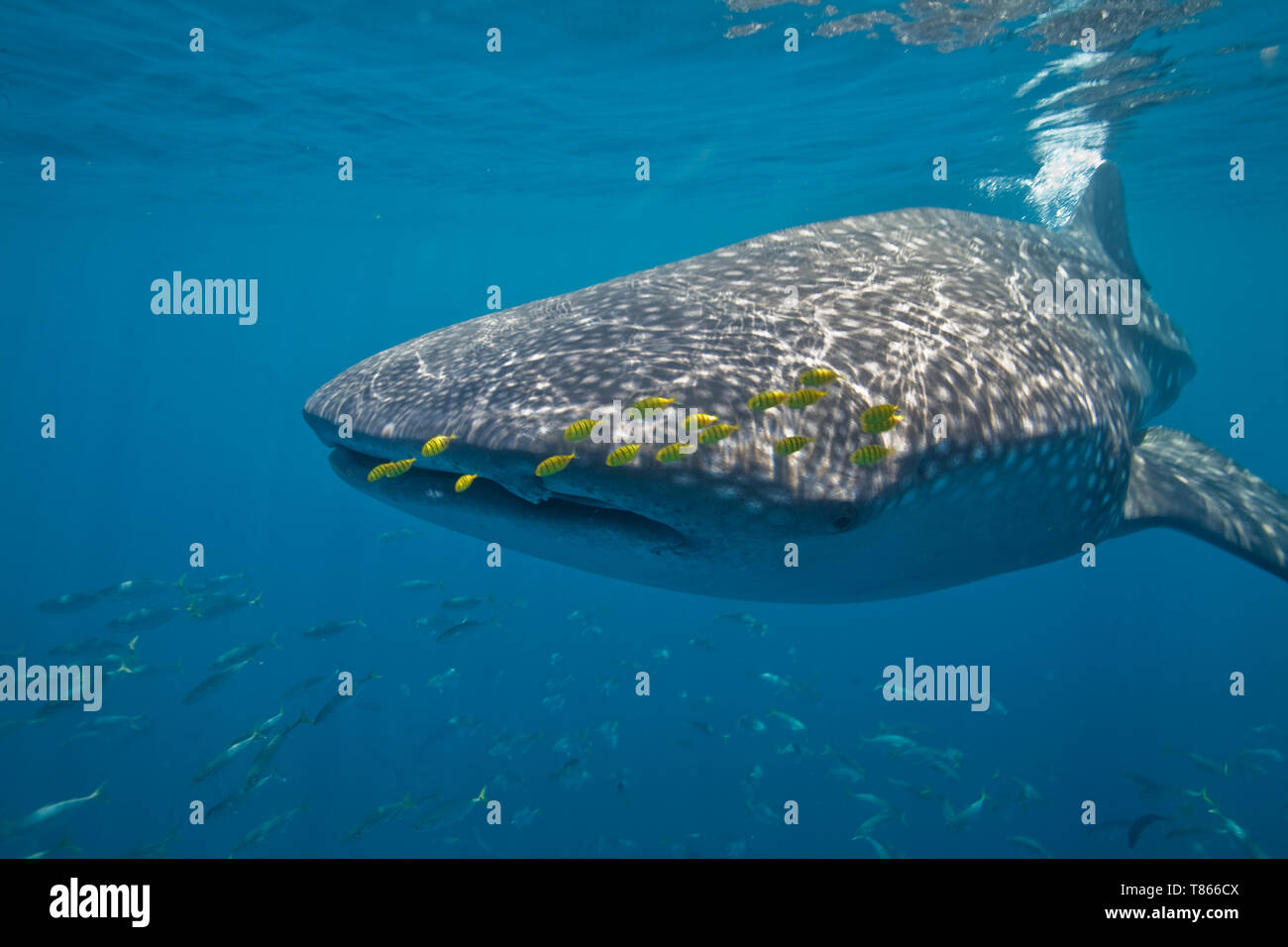 Skipjack trevally hi-res stock photography and images - Alamy