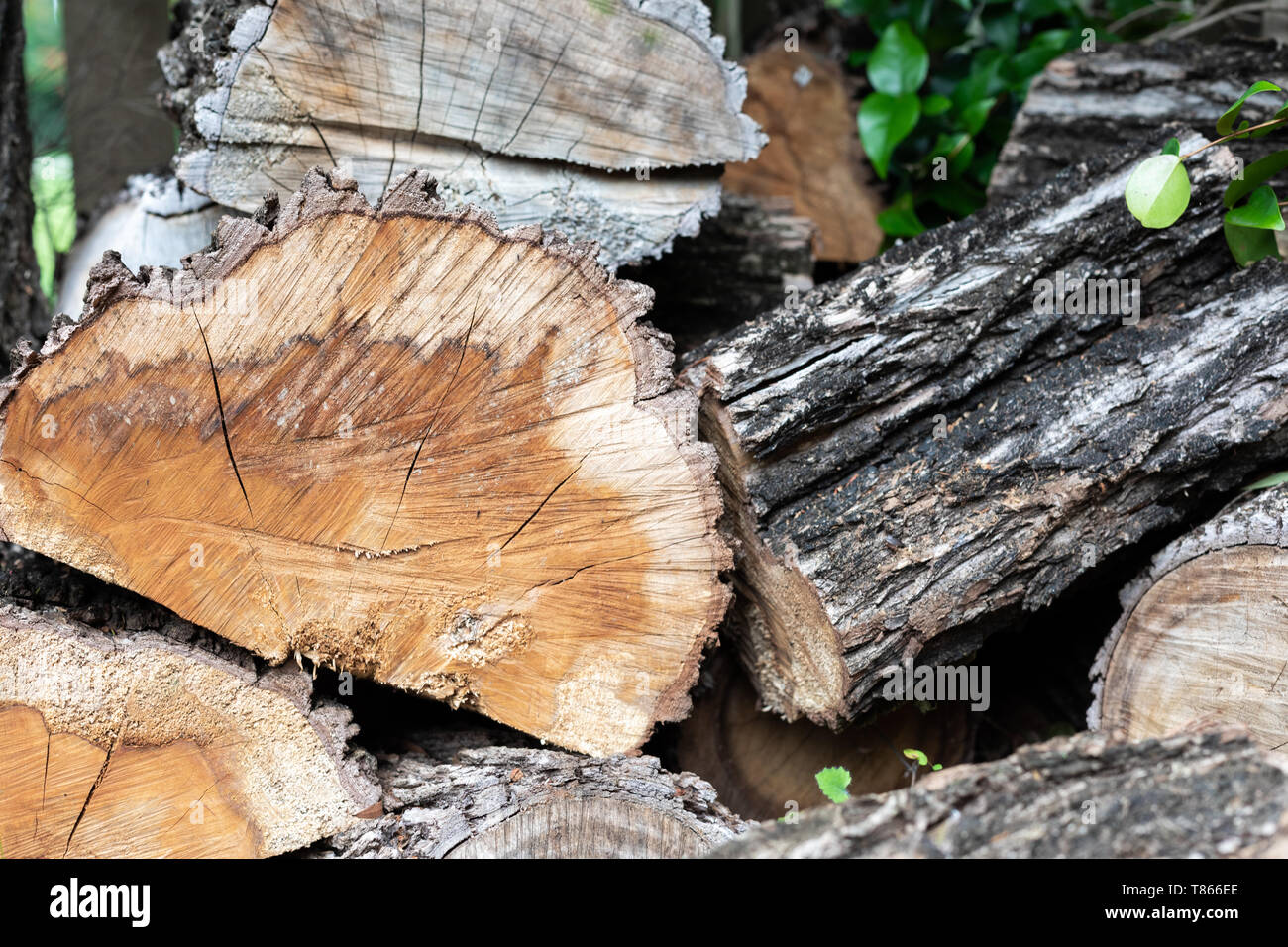 Rustic pile of chopped firewood in a backyard garden, big chunky logs ...