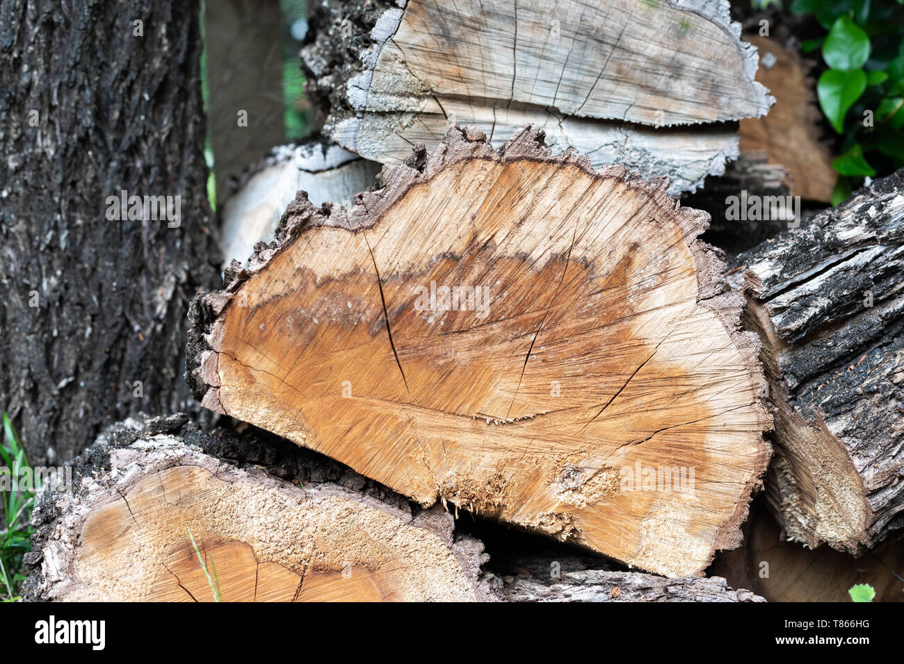 Rustic pile of chopped firewood in a backyard garden, big chunky logs ...