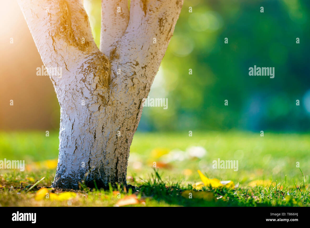 Whitewashed bark of tree growing in sunny orchard garden on blurred ...