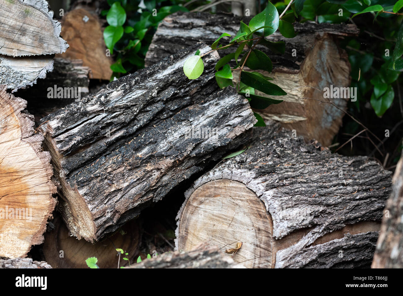 Chunky tree bark texture hi-res stock photography and images - Alamy