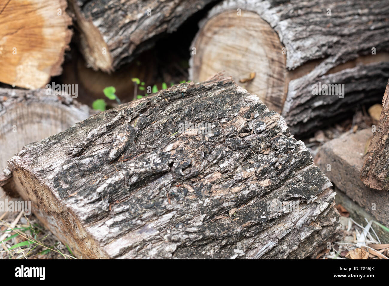 Rustic pile of chopped firewood in a backyard garden, big chunky logs ...