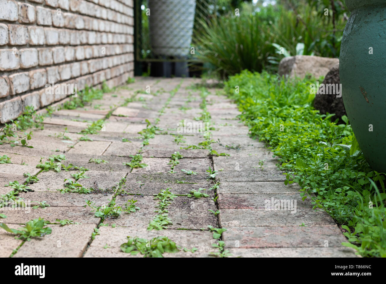 Garden pathway overgrown with small weeds in between the cracks of the ...