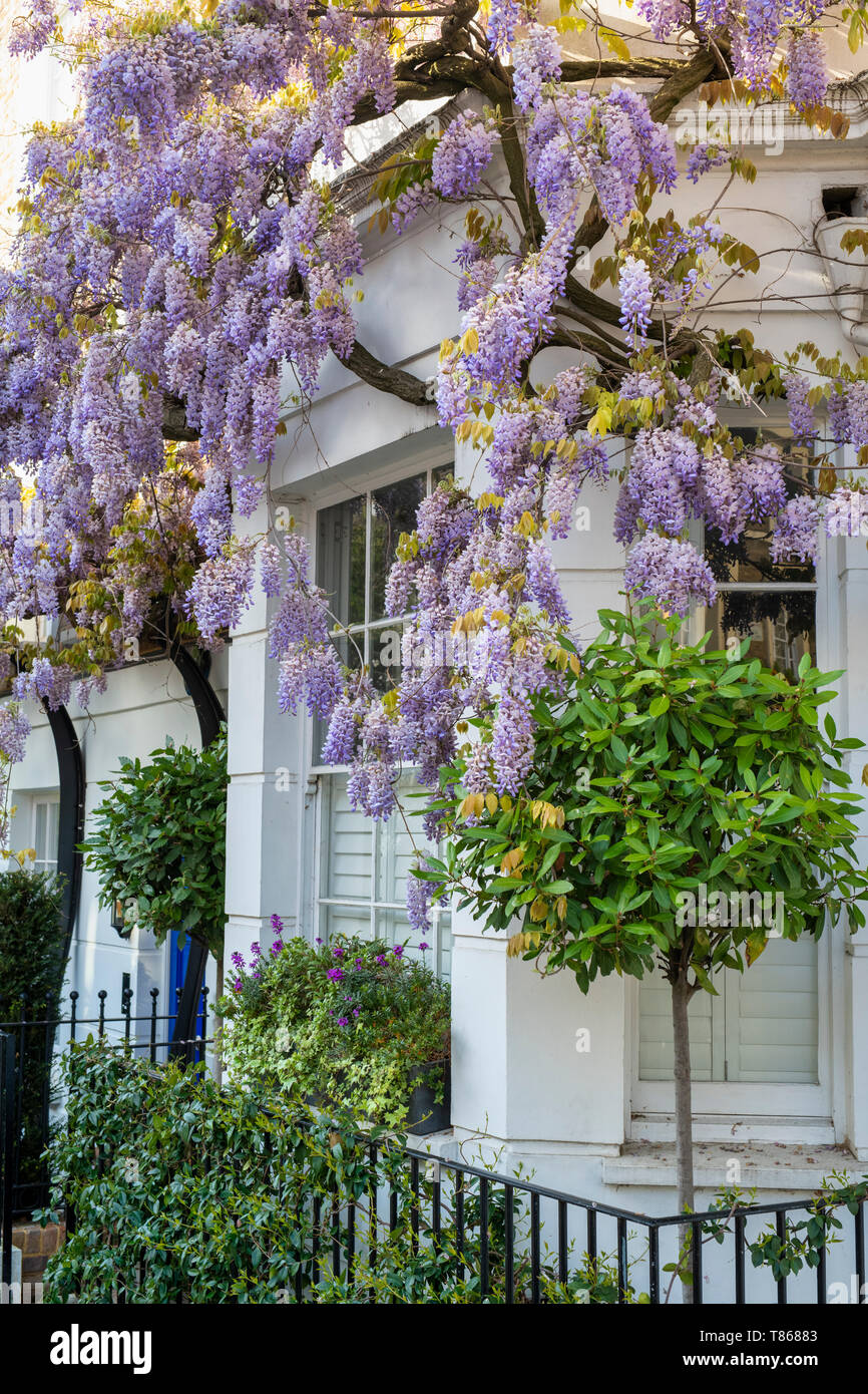 Wisteria on a house in Gordon place, Kensington, England Stock Photo ...