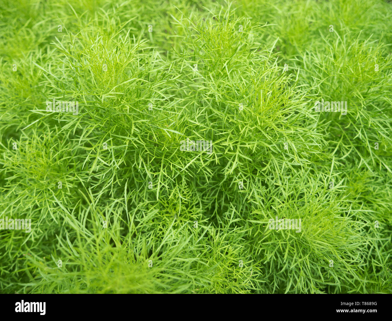 Dense bushy plant hi-res stock photography and images - Alamy