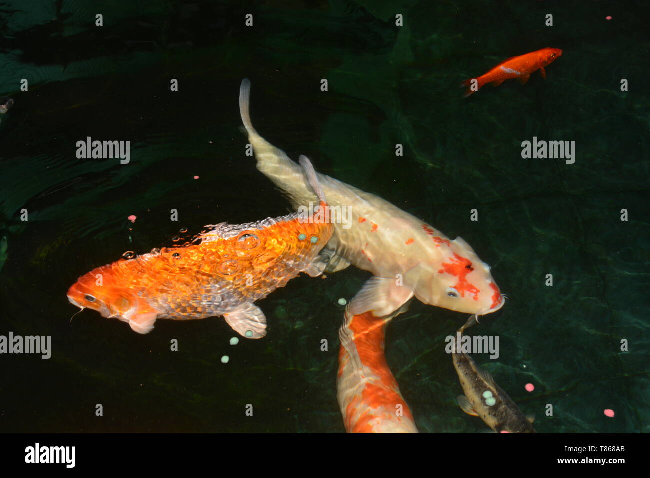 fancy carp fish, koi fishes, Koi fish in the pond Stock Photo - Alamy