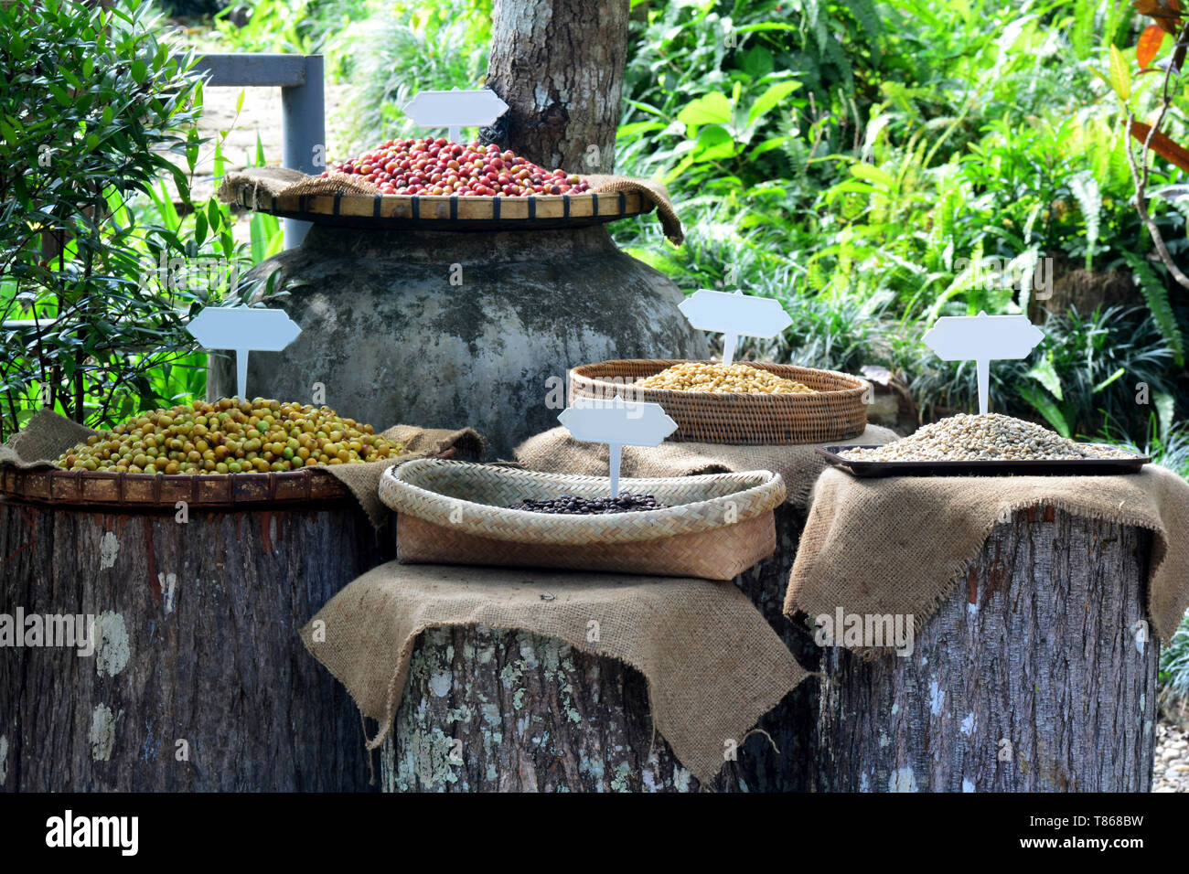 coffee learning process Stock Photo - Alamy