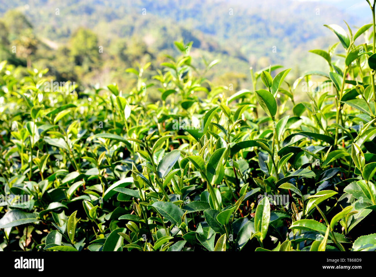 Green tea bud and fresh leaves. Tea plantations in mountain Stock Photo ...