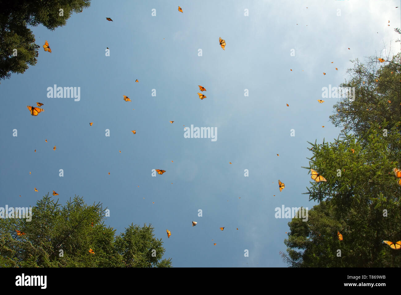 Monarch butterflies arriving at Michoacan, Mexico, after migrating from ...