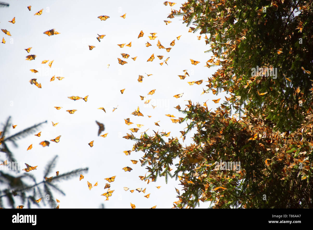 Monarch butterflies arriving at Michoacan, Mexico, after migrating from ...