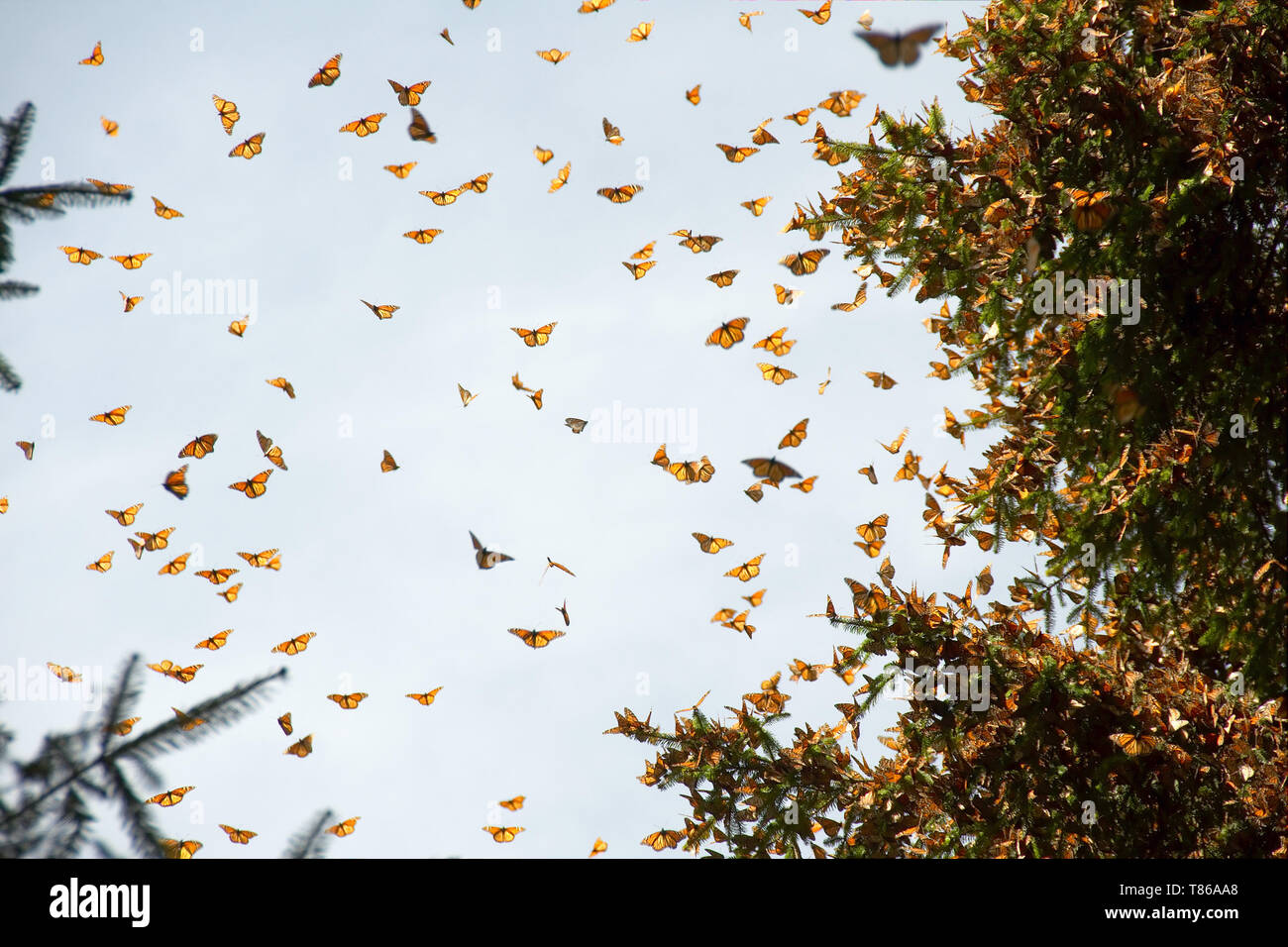 Monarch butterfly mexico hi-res stock photography and images - Alamy