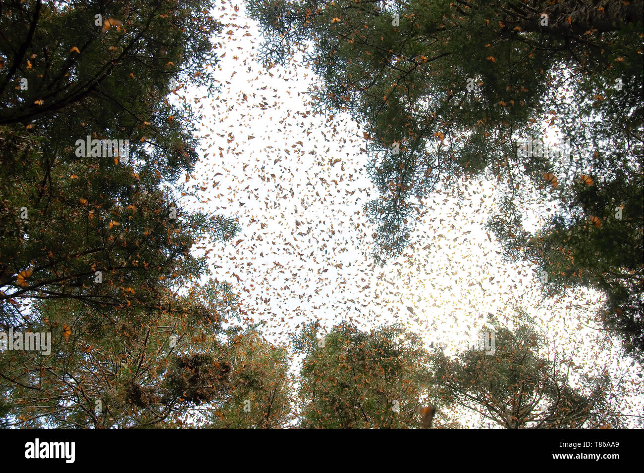 Monarch butterflies arriving at Michoacan, Mexico, after migrating from ...