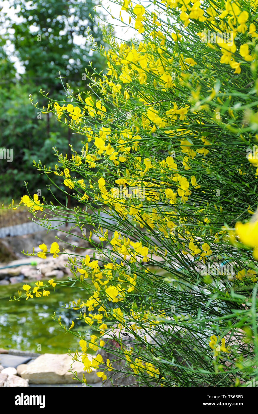 Broom Bush High Resolution Stock Photography and Images - Alamy