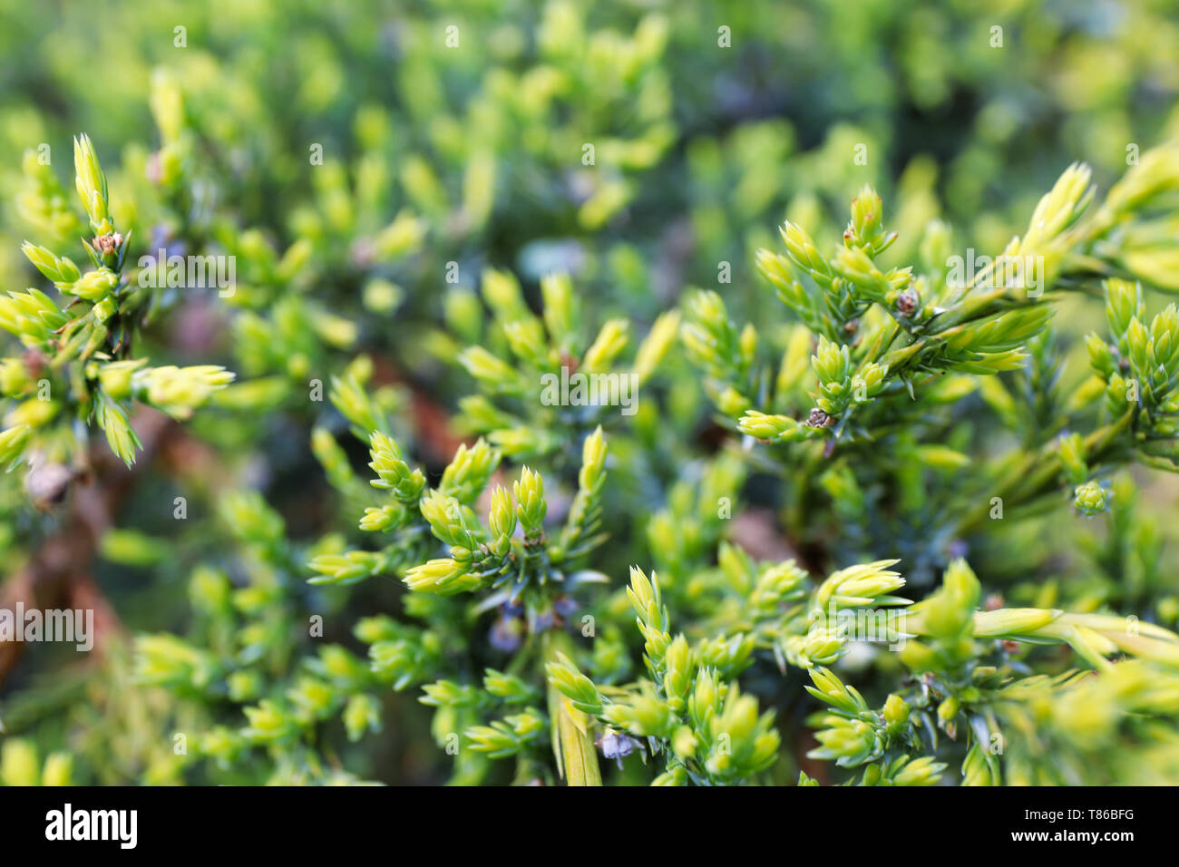 Juniper bush on spring day outdoors Stock Photo - Alamy