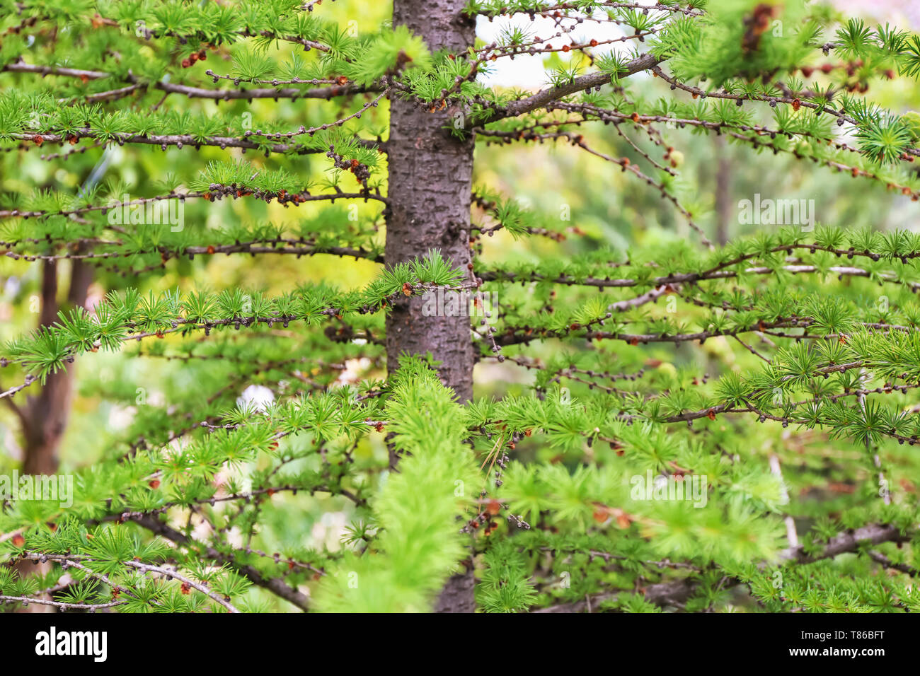 Beautiful larch hi-res stock photography and images - Alamy