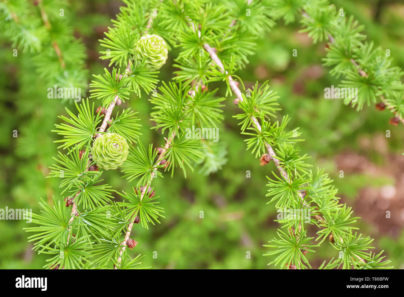 Beautiful larch tree with green cones outdoors Stock Photo - Alamy