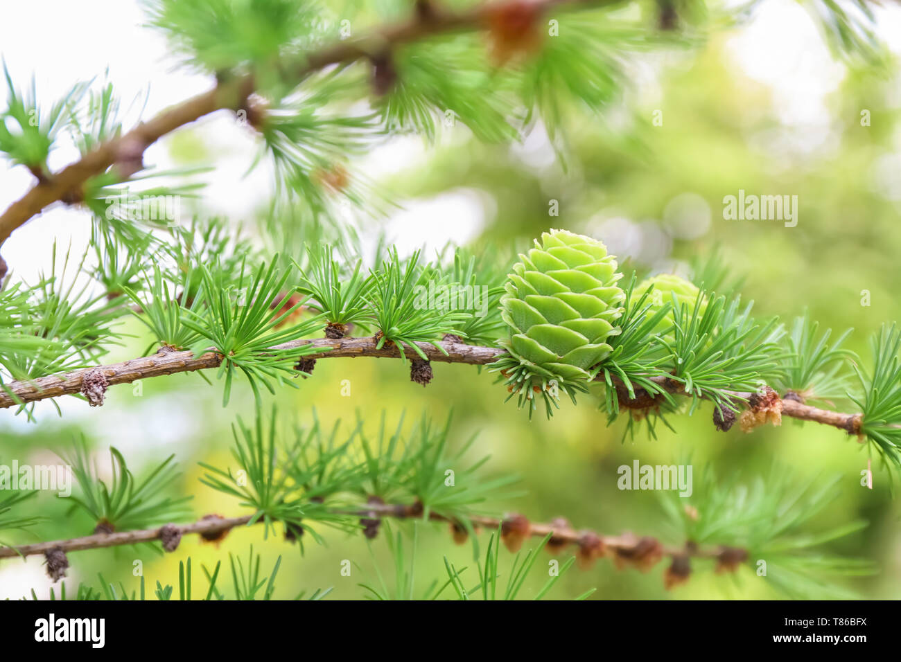 Beautiful larch tree with green cones outdoors Stock Photo - Alamy