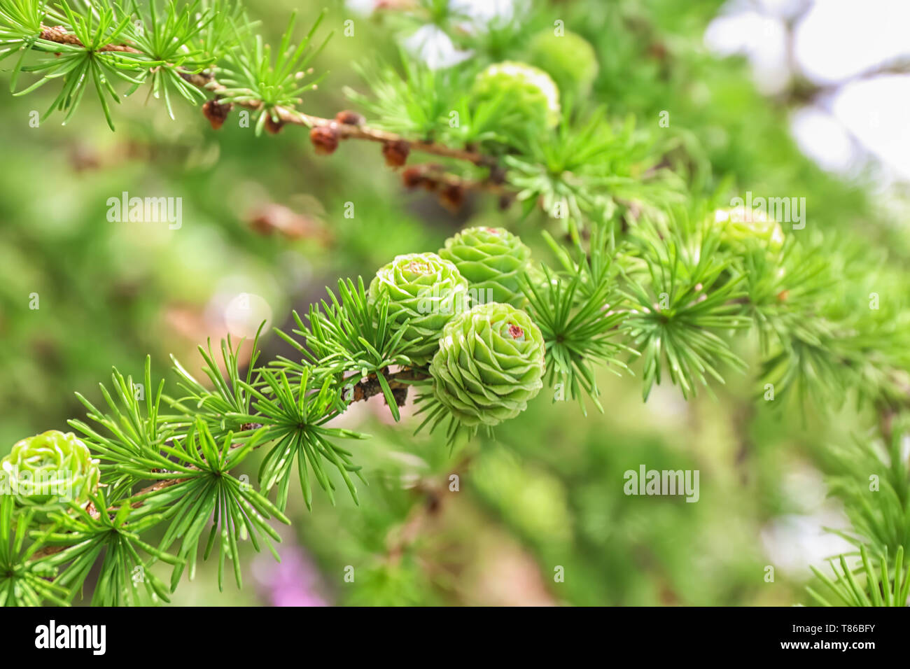 Beautiful larch tree with green cones outdoors Stock Photo - Alamy