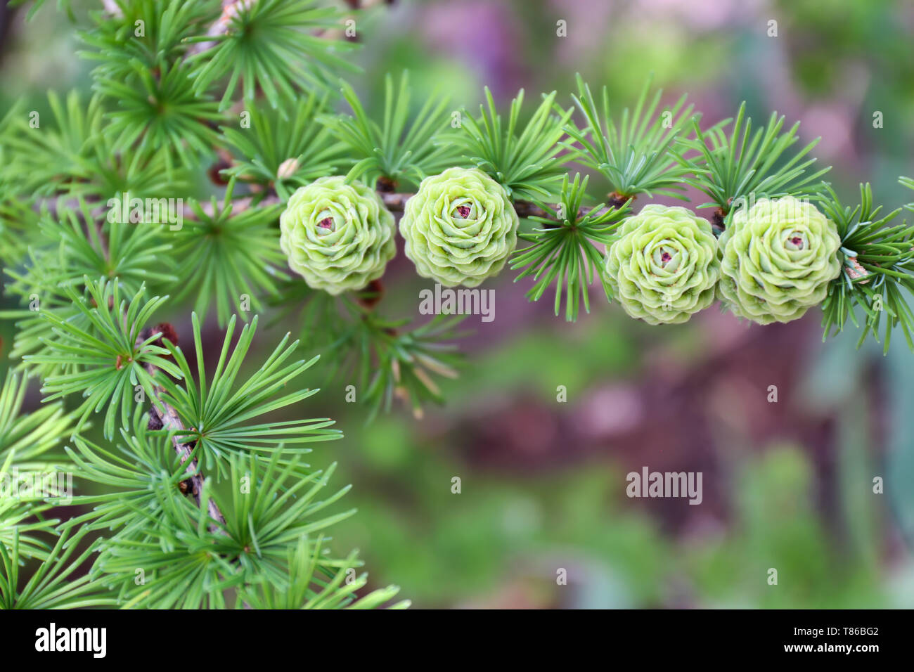 Beautiful larch tree with green cones outdoors Stock Photo - Alamy