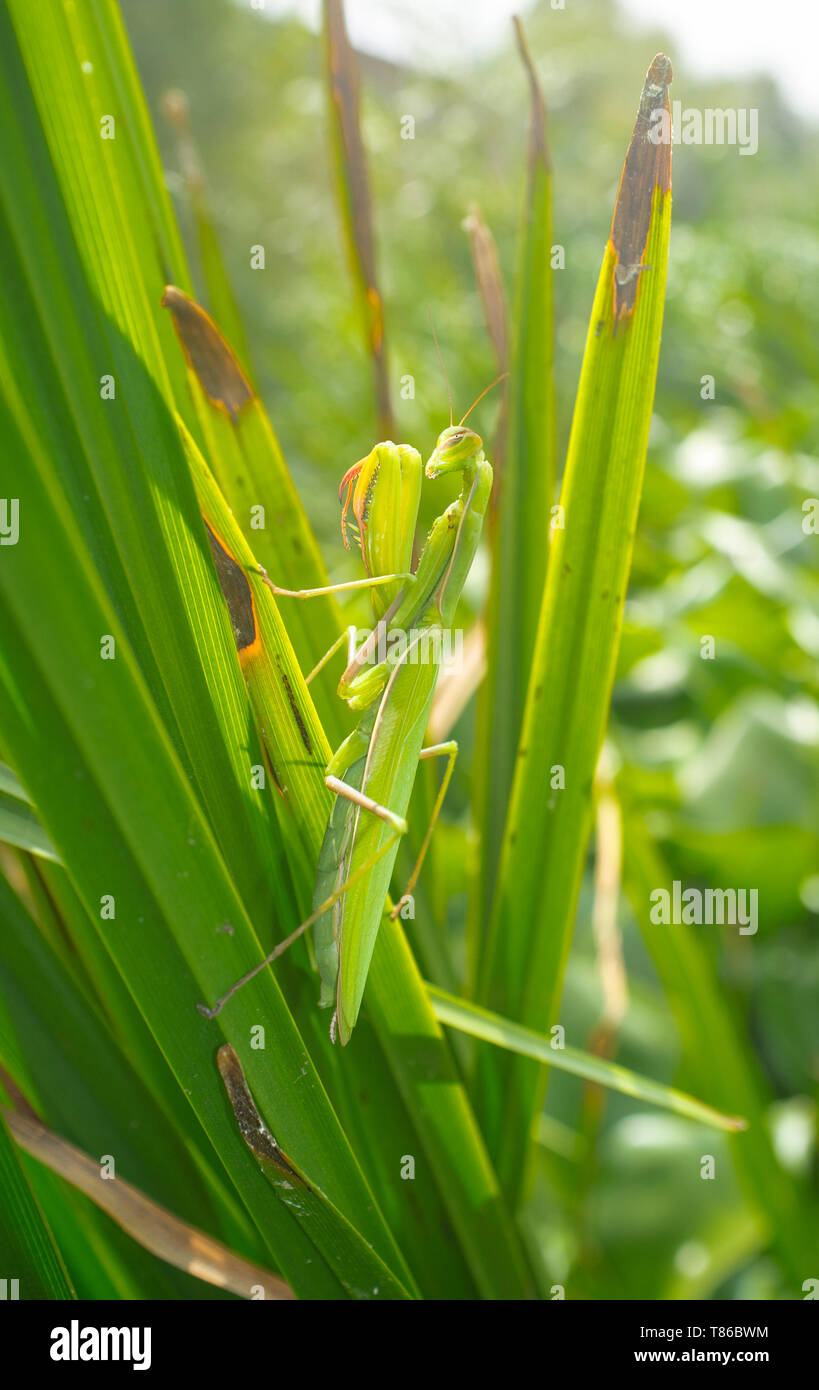 Green Adult female of Mantis religiosa at Guadiana river bak vegetation ...