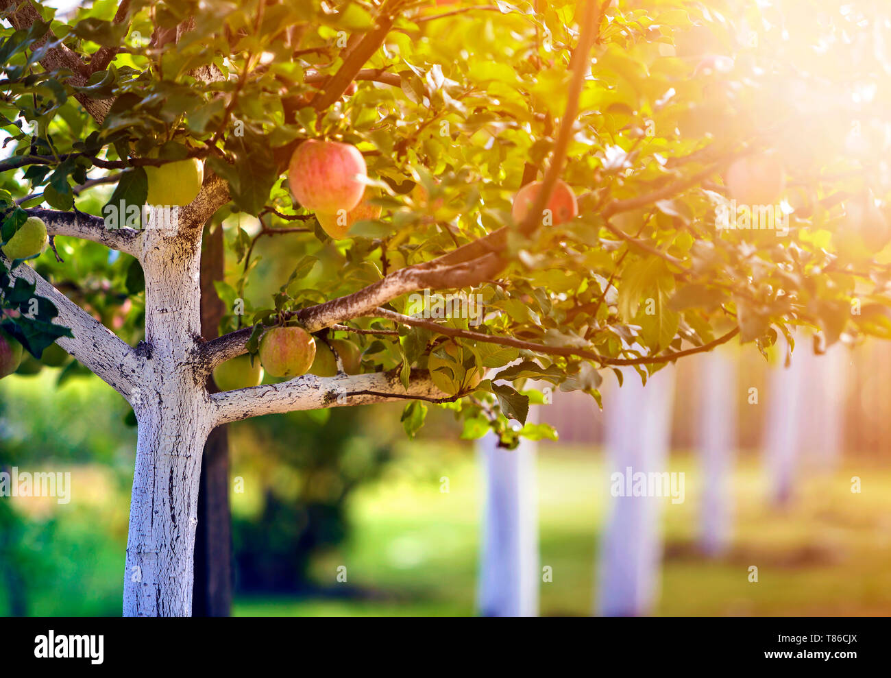 Big nice apples ripening on whitewashed apple trees in sunny orchard ...