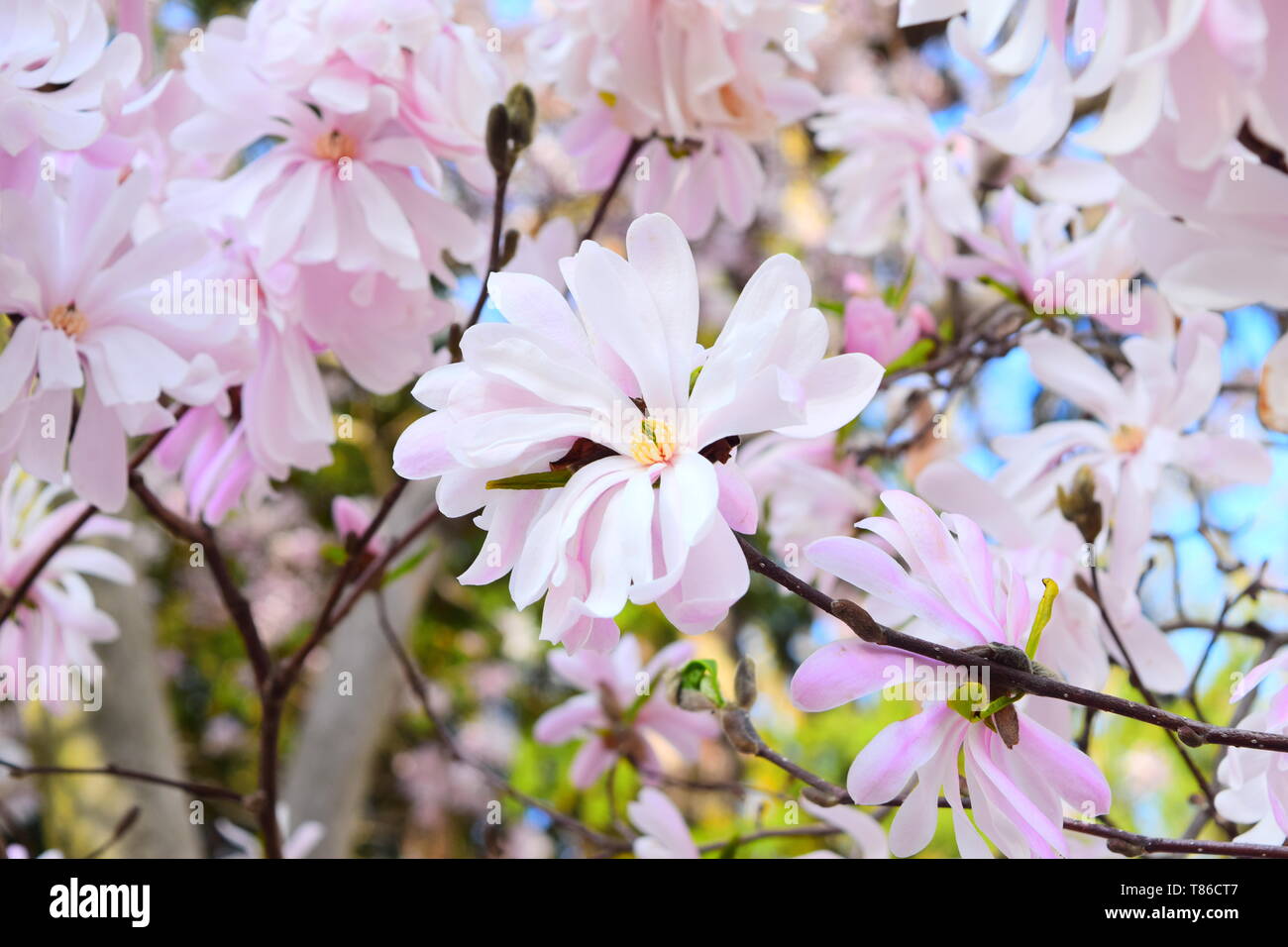 Magnolia tree full bloom hi-res stock photography and images - Alamy