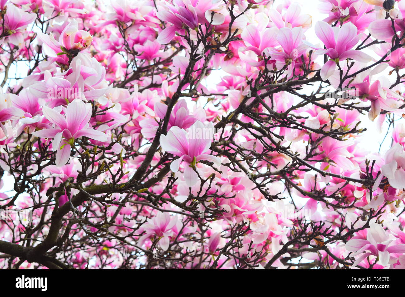 Magnolia in full bloom Stock Photo - Alamy