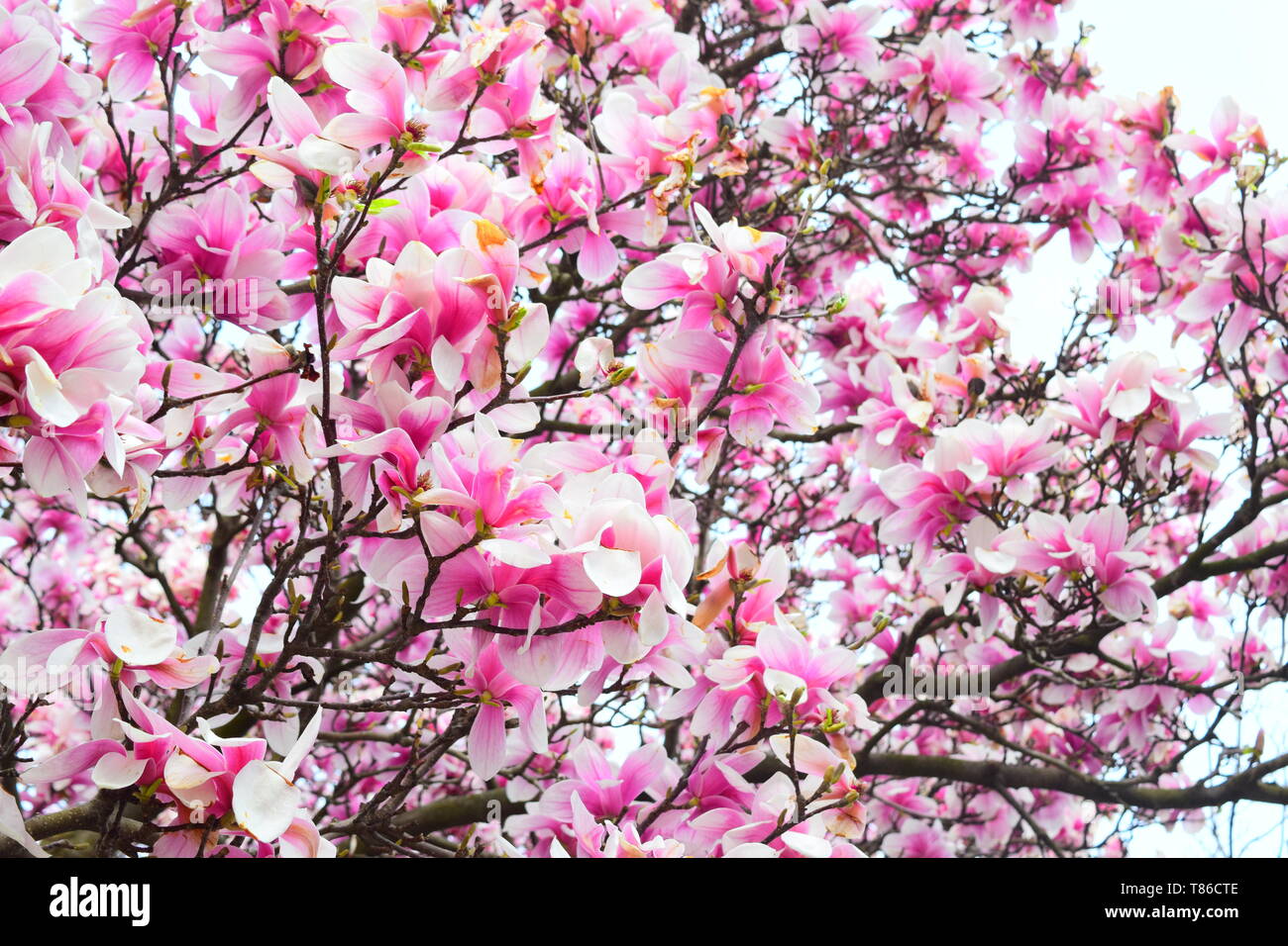 Magnolia in full bloom Stock Photo - Alamy