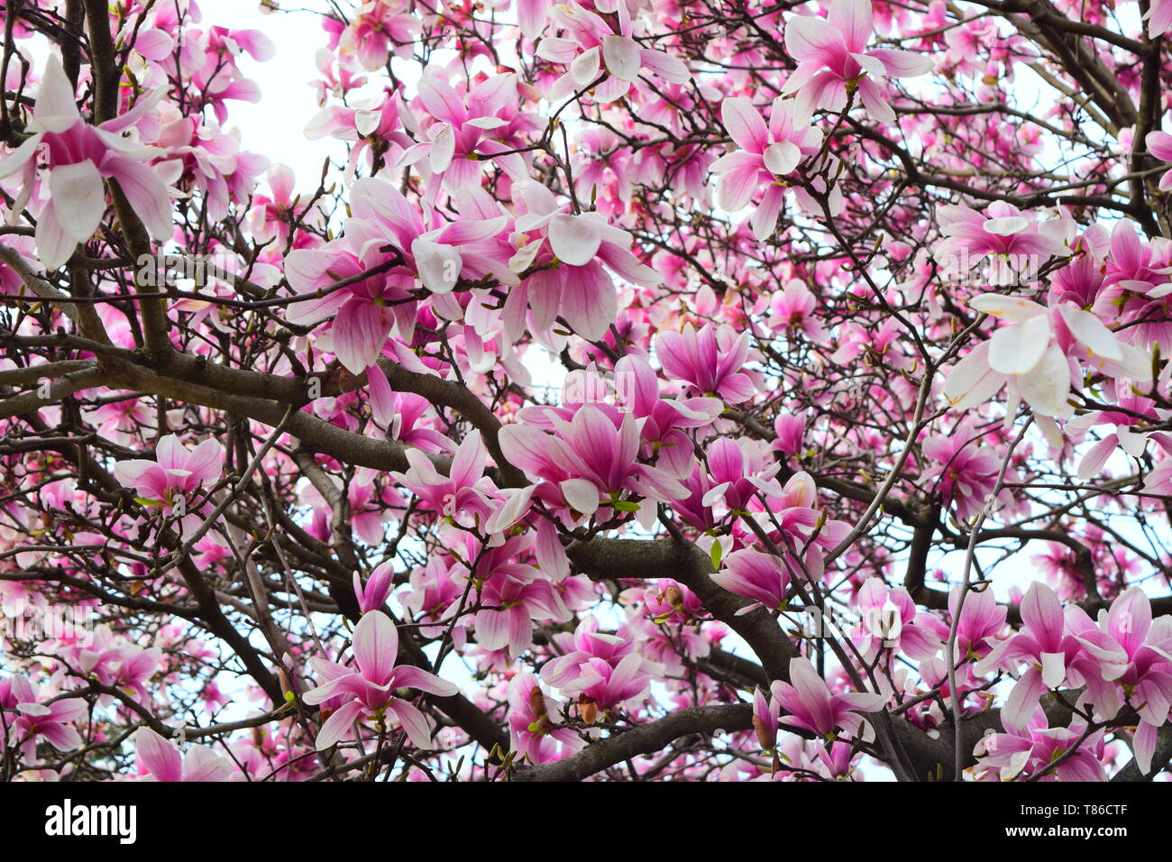 Magnolia in full bloom Stock Photo - Alamy