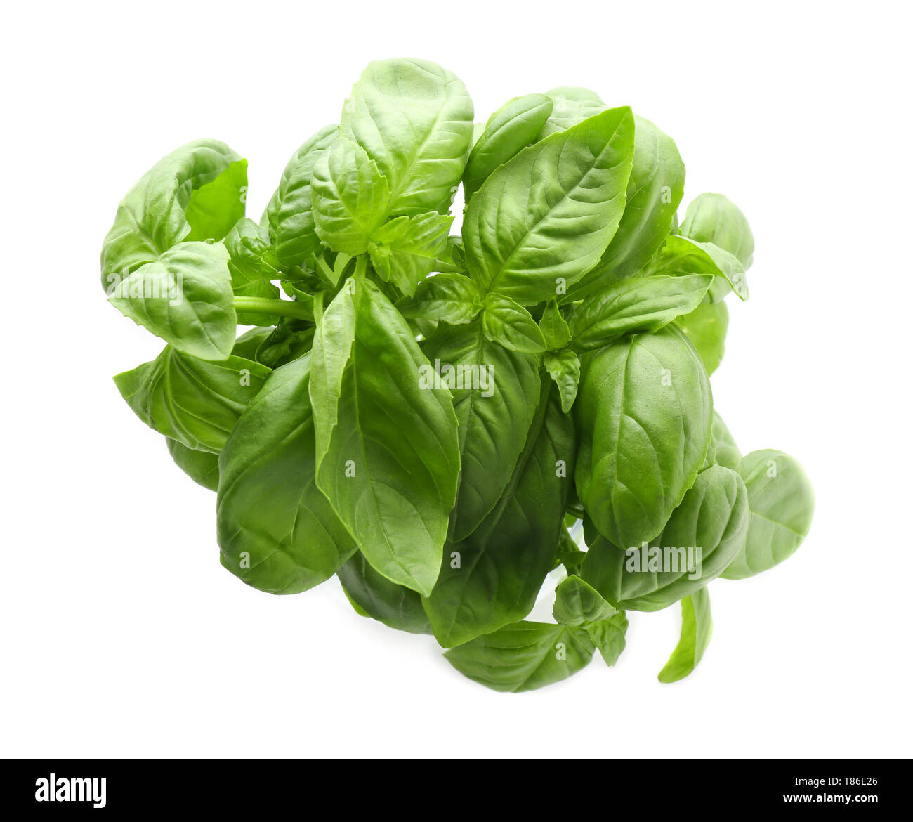Bunch of fresh basil on white background Stock Photo - Alamy