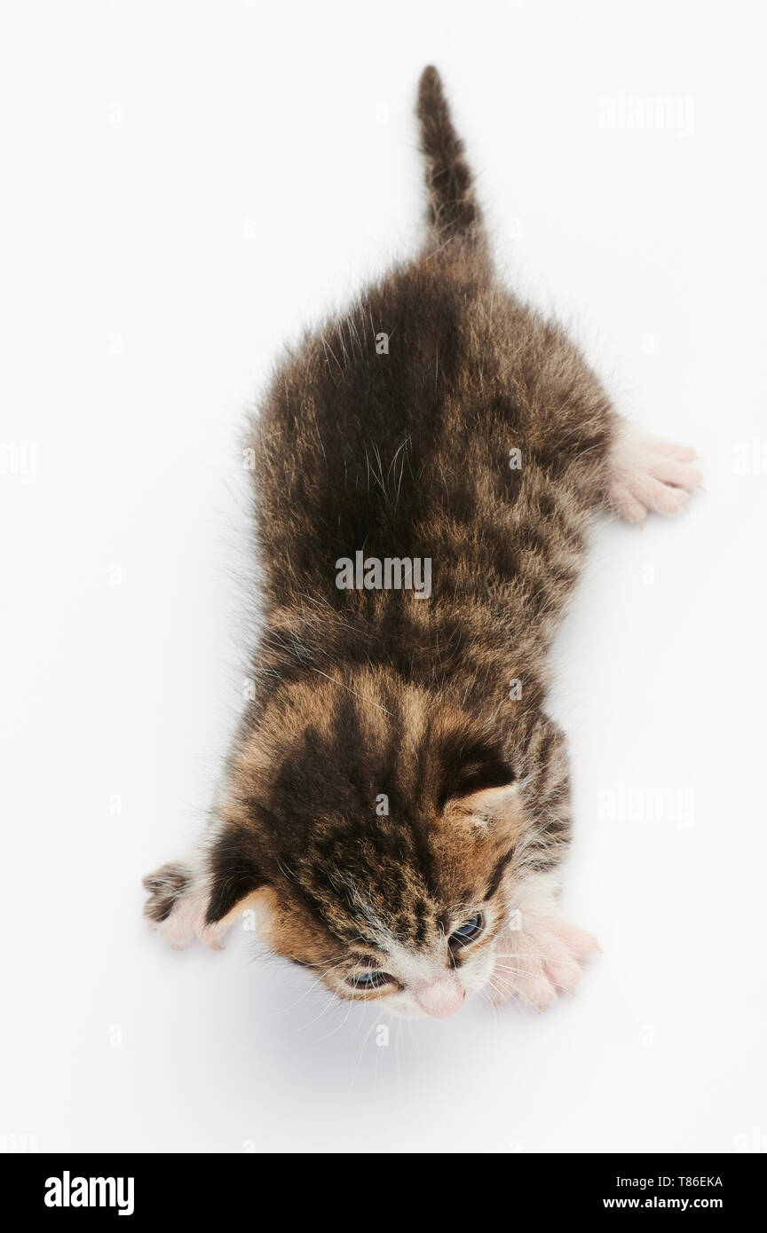 Fluffy brown kitty cat above top view isolated in studio background ...