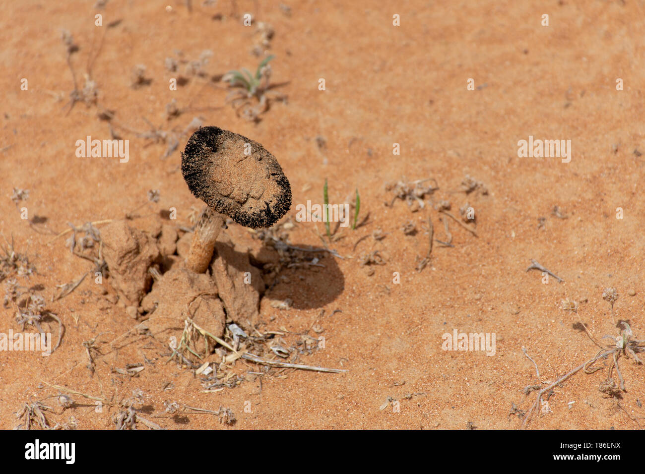 Desert fungus hi-res stock photography and images - Alamy