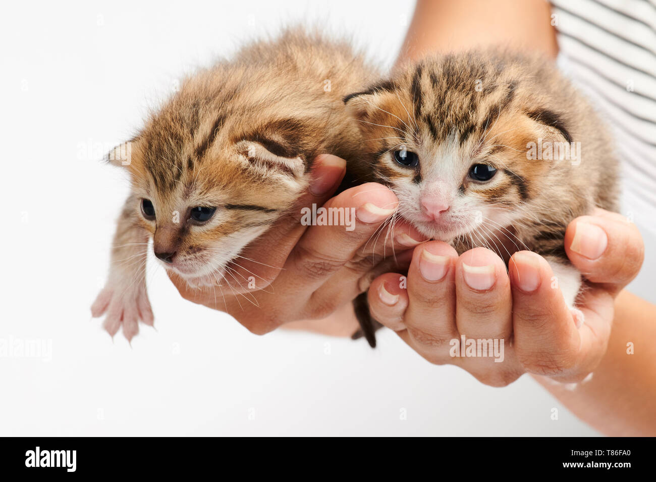 Two adorable kitty hold woman isolated close up view Stock Photo - Alamy
