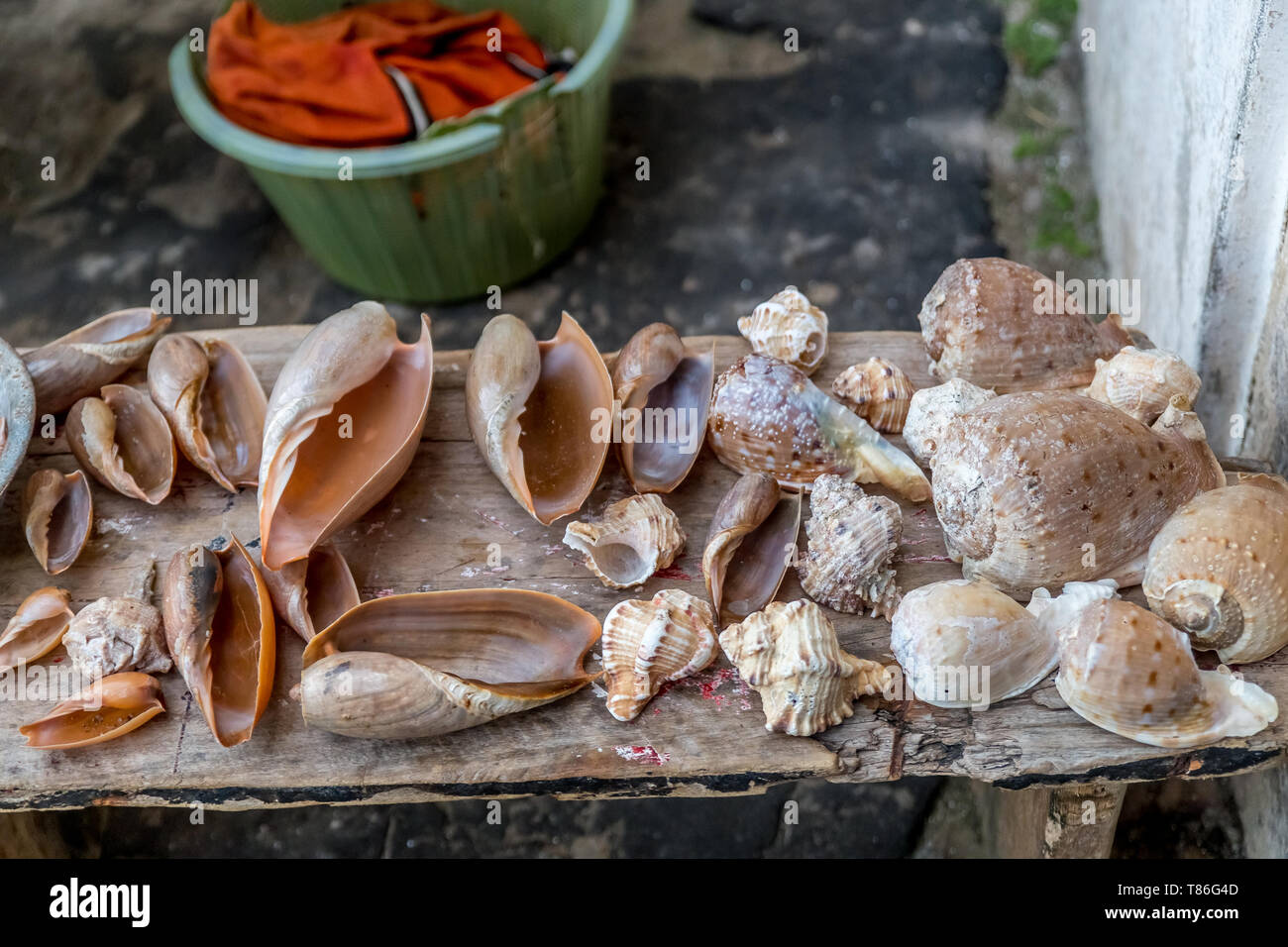 Sea shells from a beach in Cape Coast, Ghana Stock Photo - Alamy